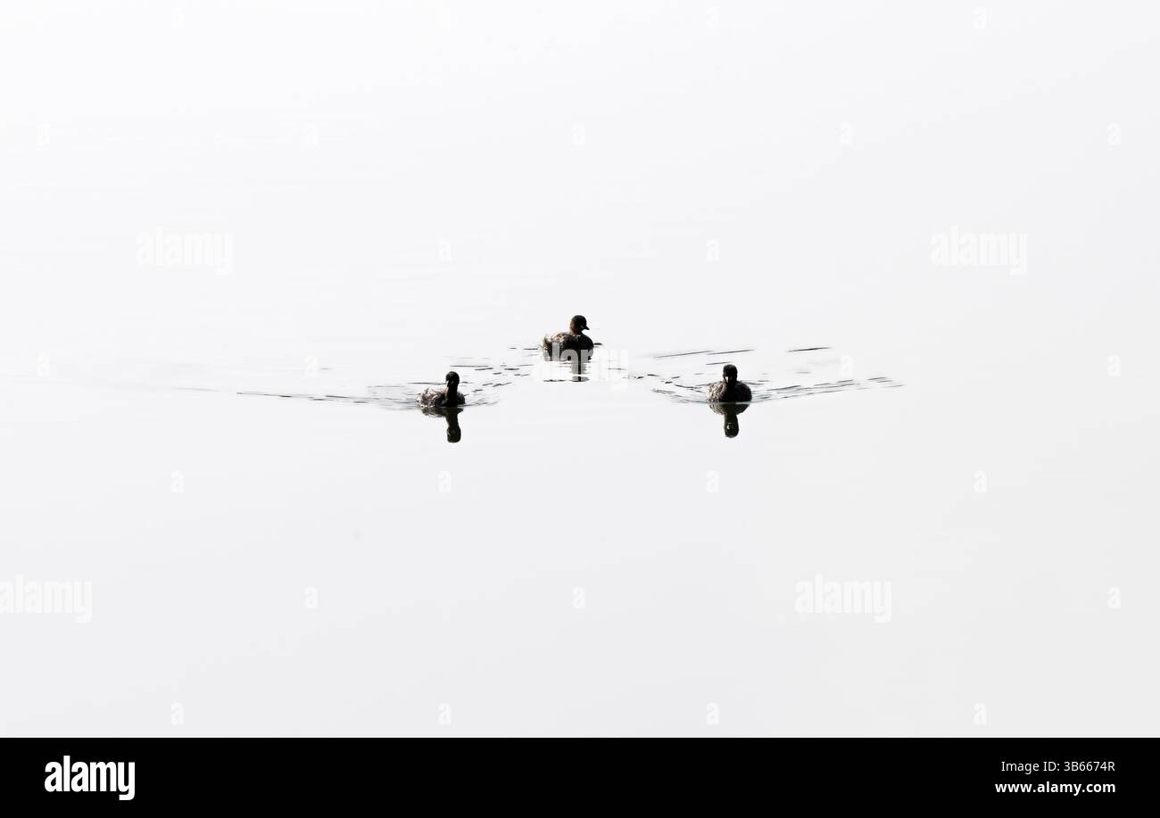 Minimalist scene shows three waterfowl grebes (ducks) are seen floating ...