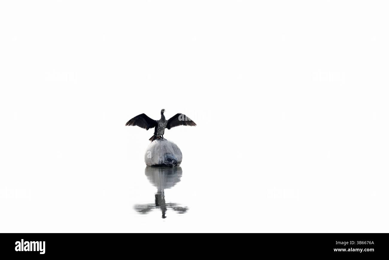 The image depicts a striking black and white scene featuring a ...