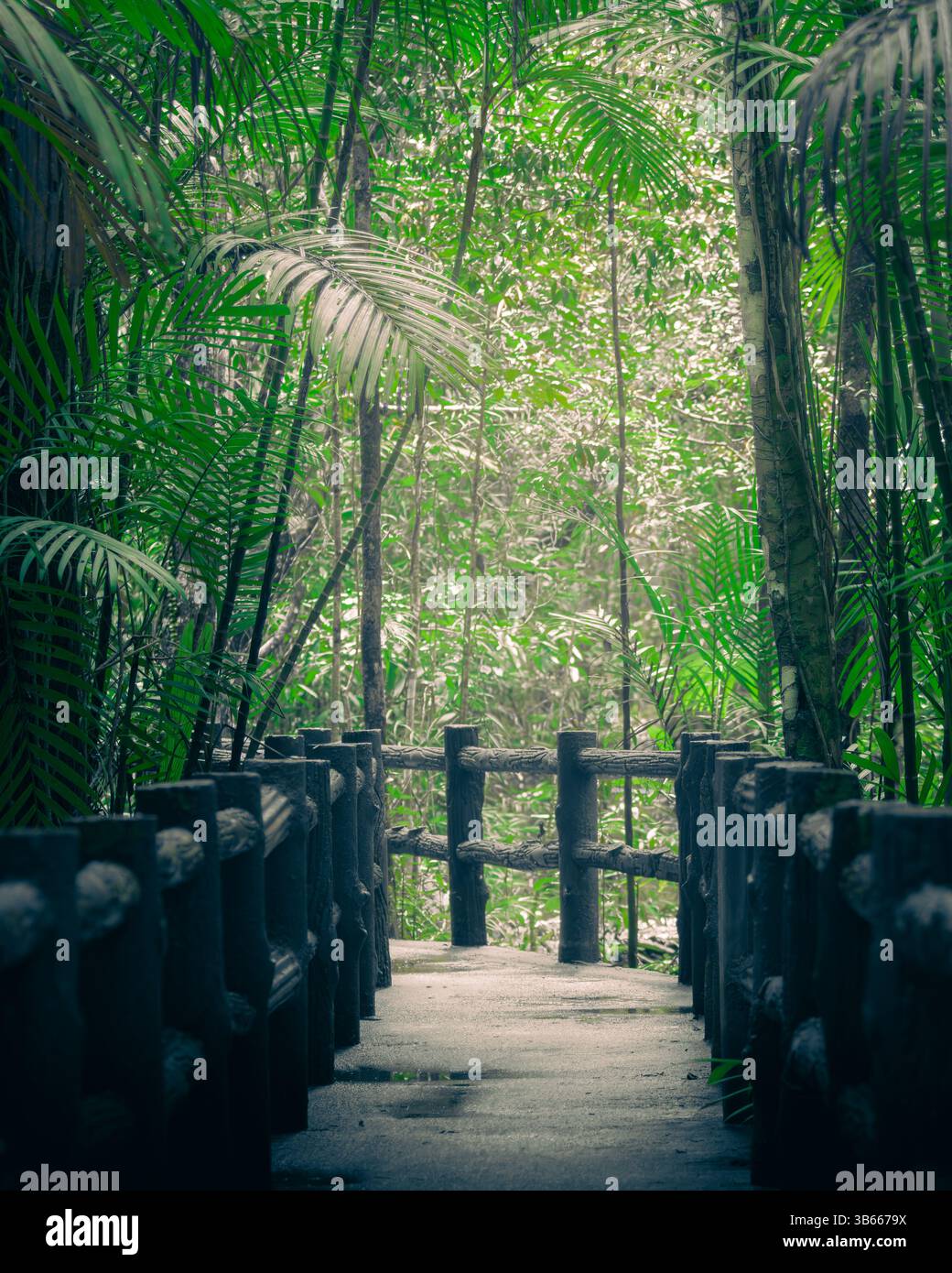 Jungle pathway, surrounded by a lush, verdant canopy of towering palm ...