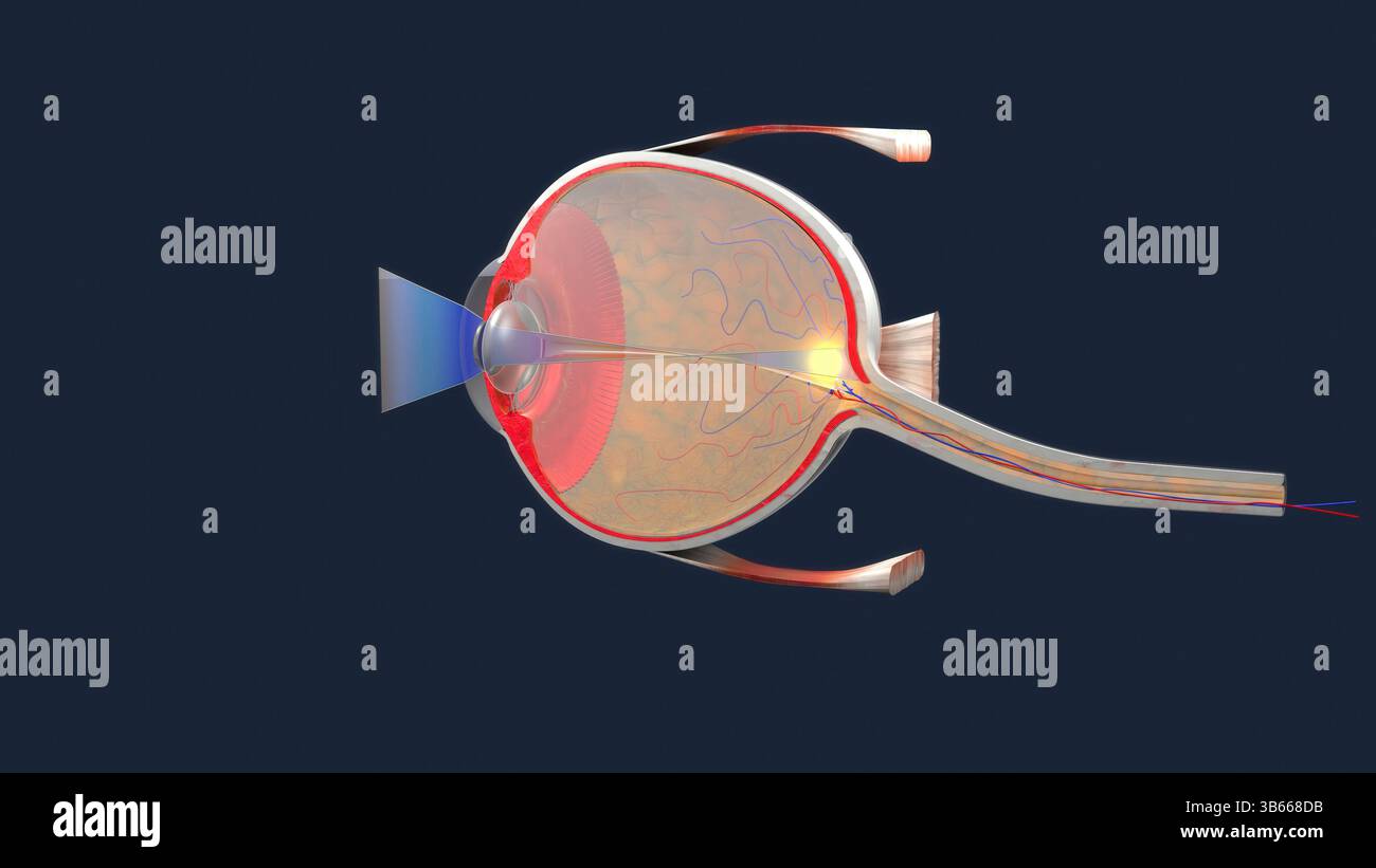 Illustration of a longitudinal section of the human eye. Light passes ...