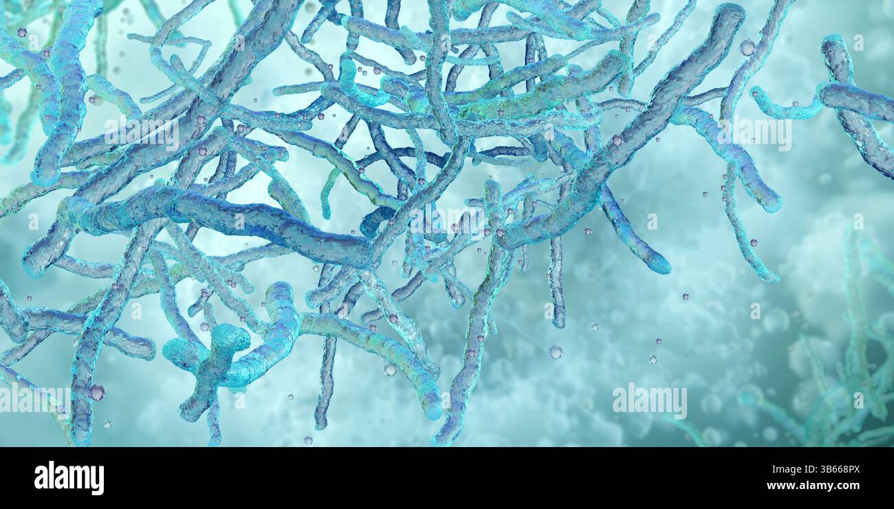 Mycobacterium tuberculosis bacteria hi-res stock photography and images - Alamy