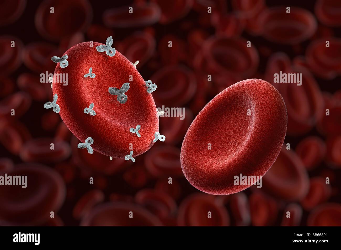 Rhesus positive and negative red blood cells hi-res stock photography ...