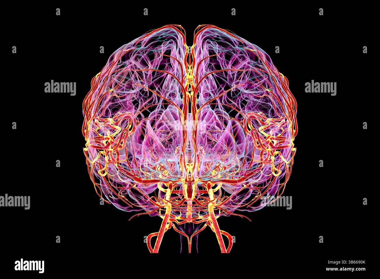 Illustration of the arterial blood supply of the human brain (front ...
