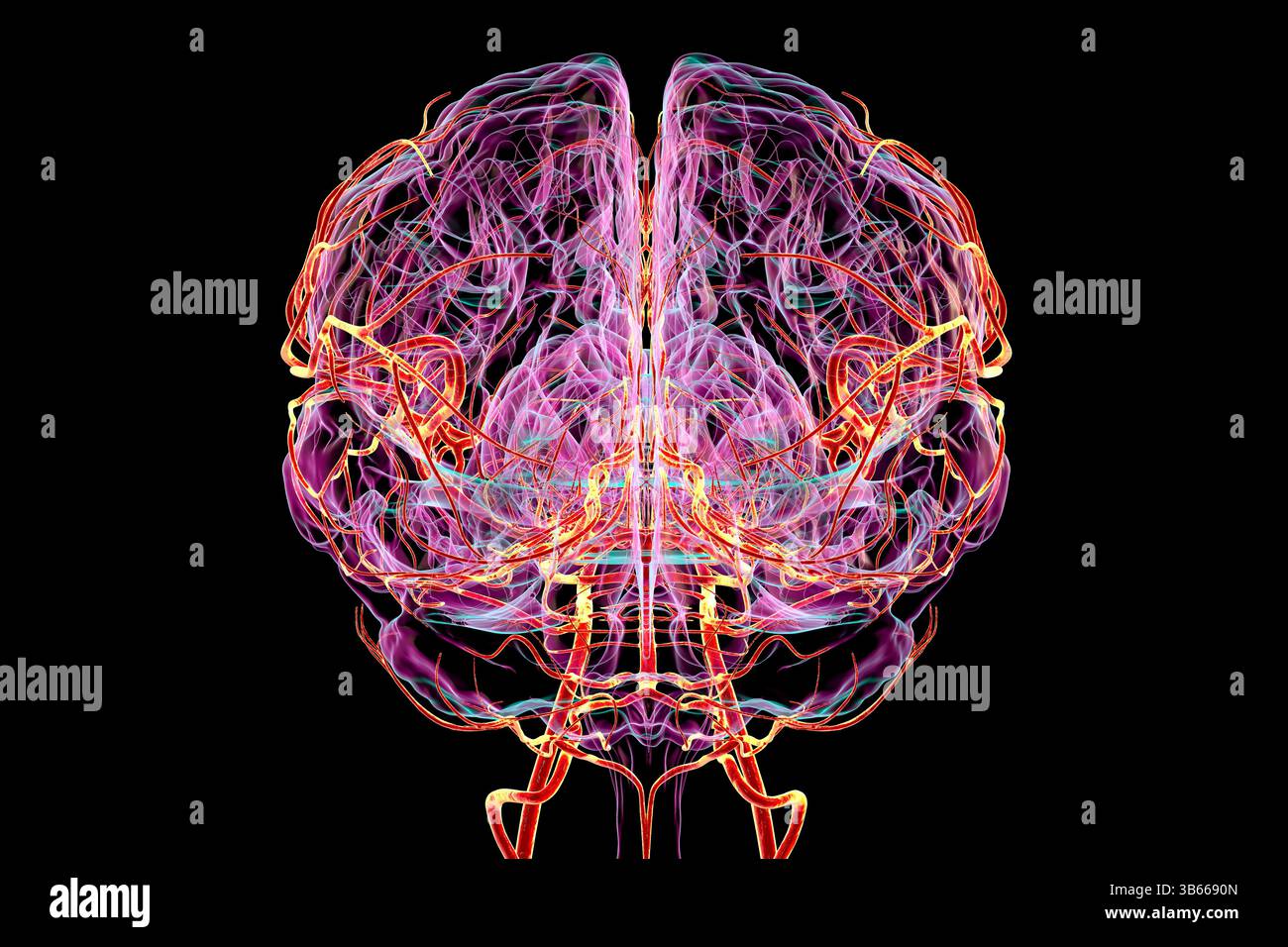 Illustration of the arterial blood supply of the human brain (back view ...