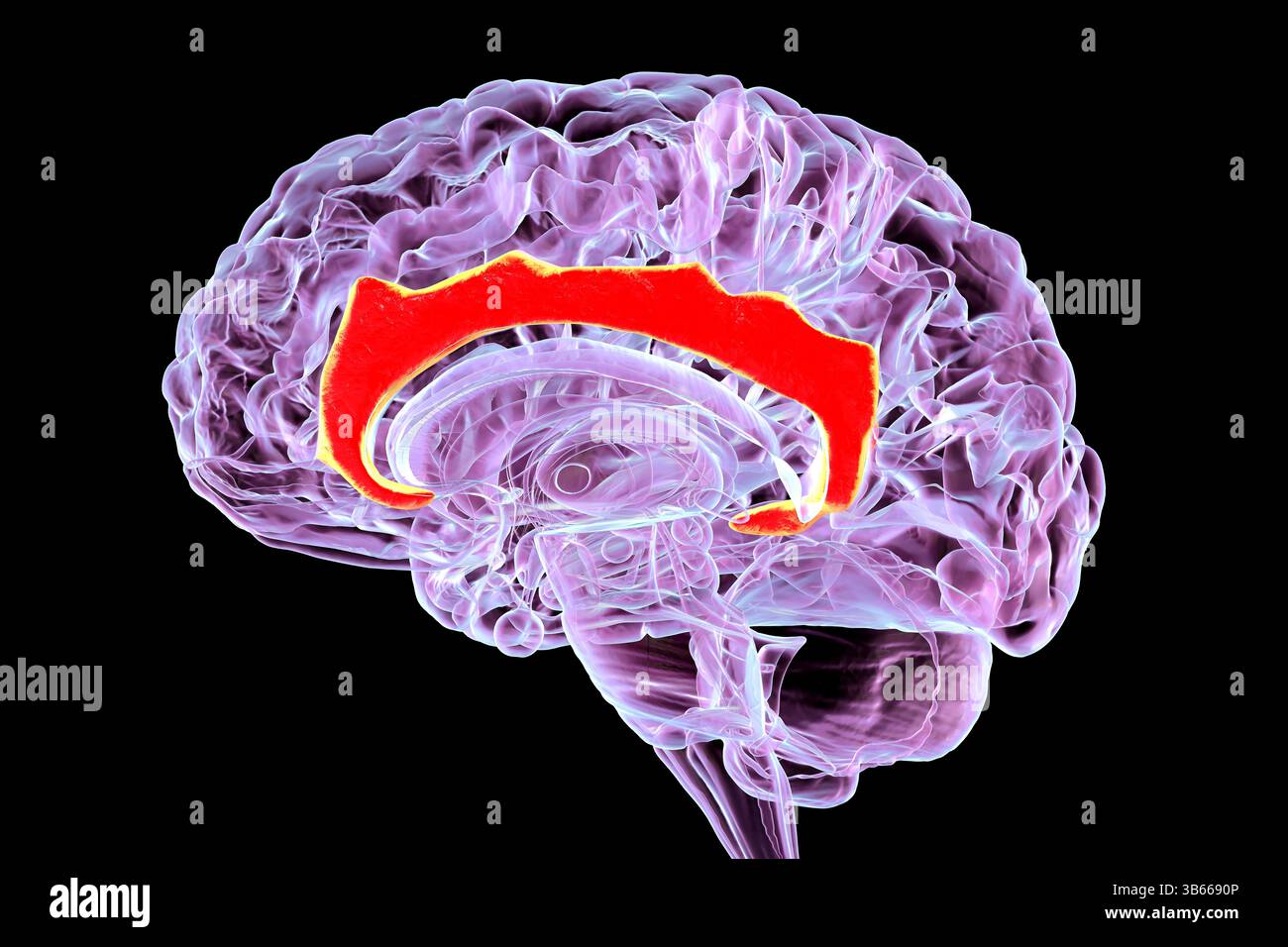 Illustration of the human brain with the cingulate gyrus highlighted ...