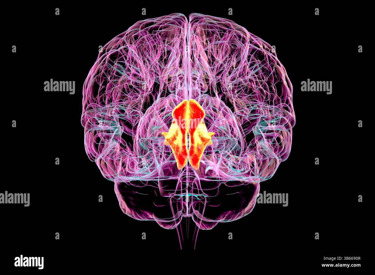 Illustration of the human brain (back view) with the cingulate gyrus ...