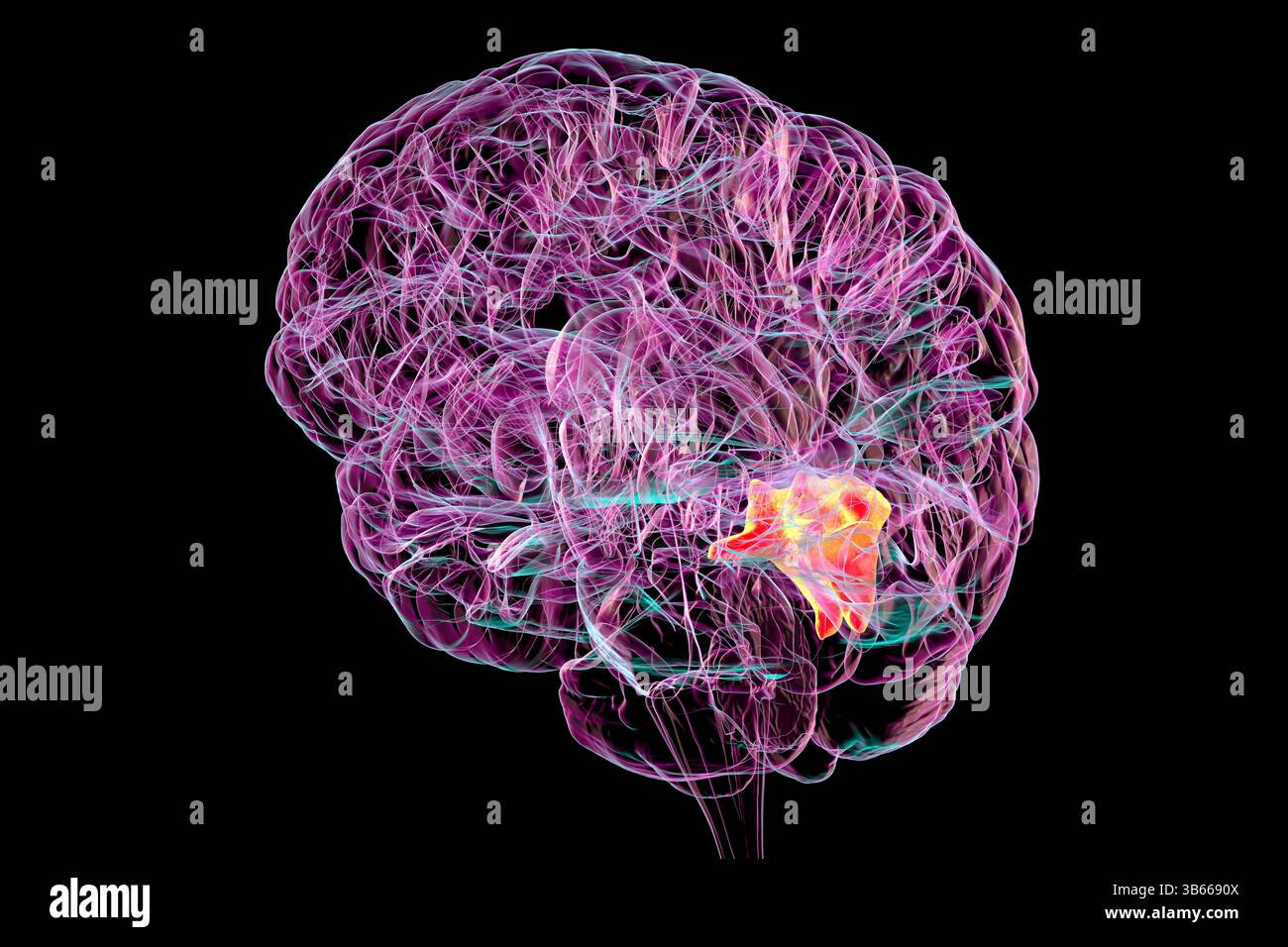 Illustration of the human brain with the cingulate gyrus highlighted ...