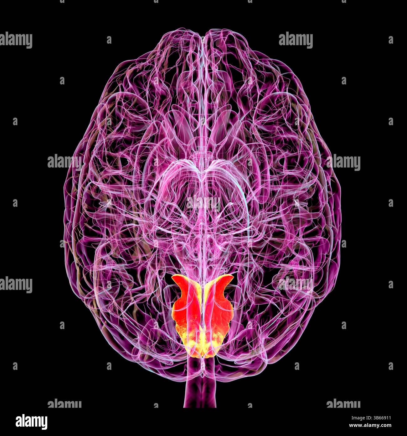 Illustration of the human brain (bottom view) with the cingulate gyrus ...