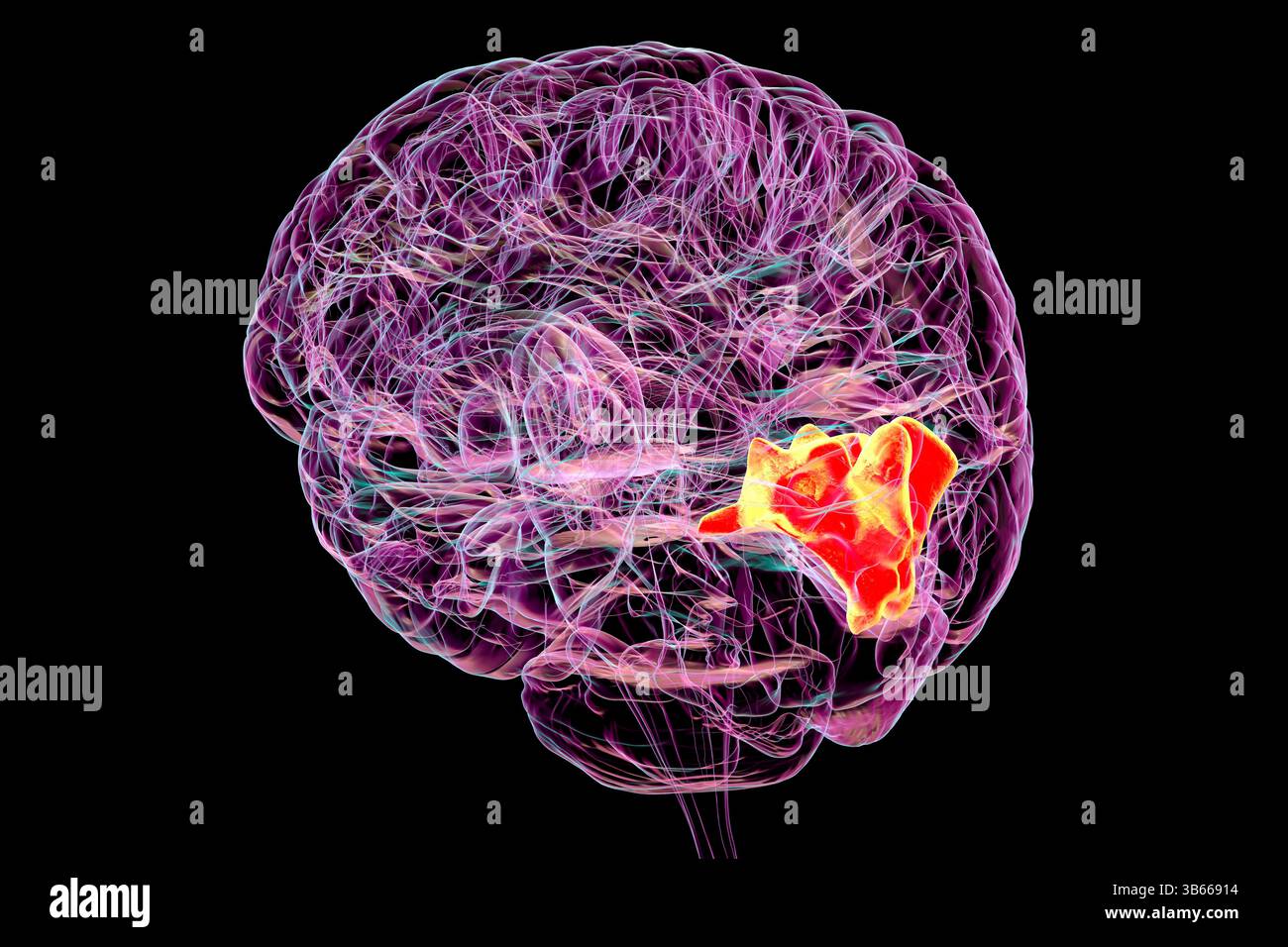 Visual cortex in brain hi-res stock photography and images - Alamy