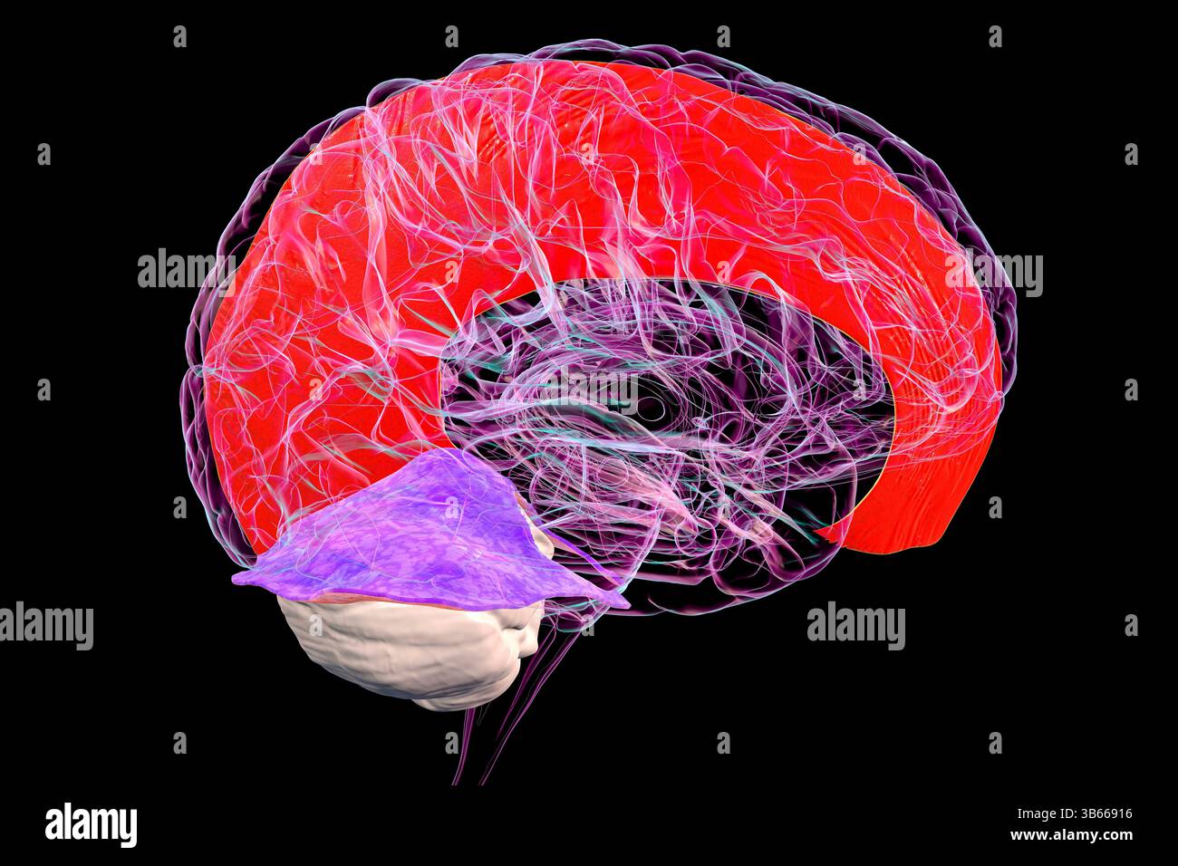 Illustration of a human brain with highlighted falx cerebri (orange ...