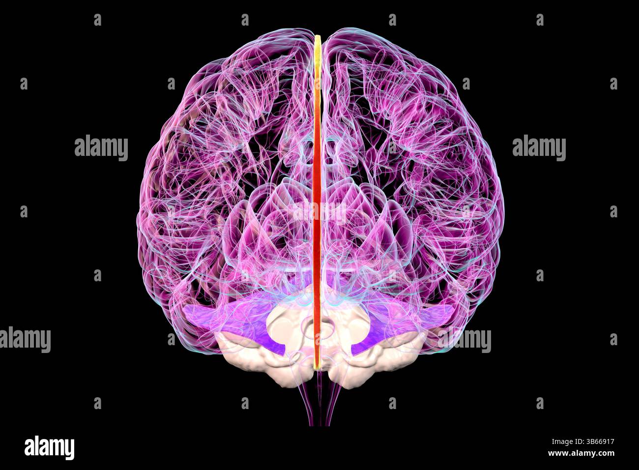 Illustration of a human brain (front view) with highlighted falx ...