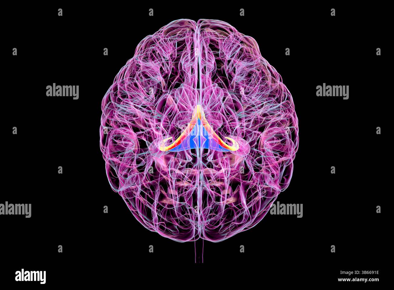Hippocampus in the brain artwork hi-res stock photography and images ...