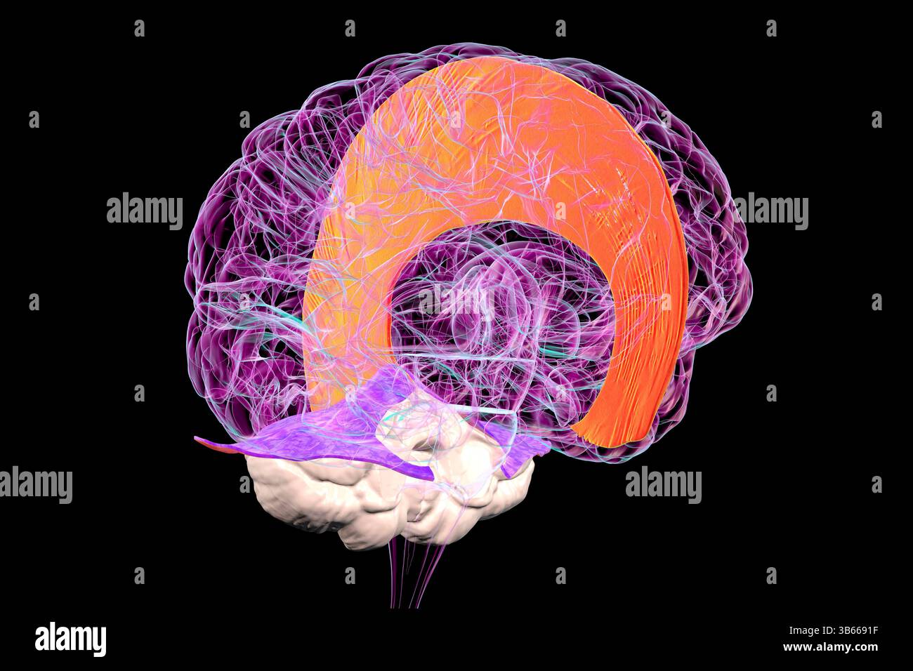 Illustration of a human brain with highlighted falx cerebri (orange ...
