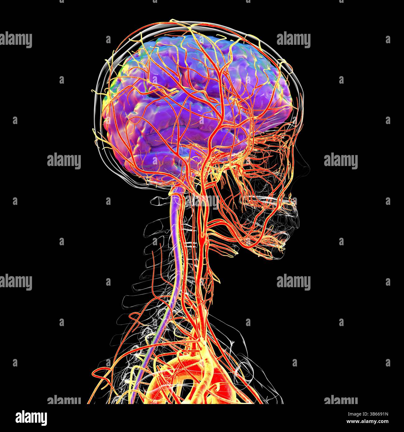 Illustration of the arteries of the human brain (side view Stock Photo ...