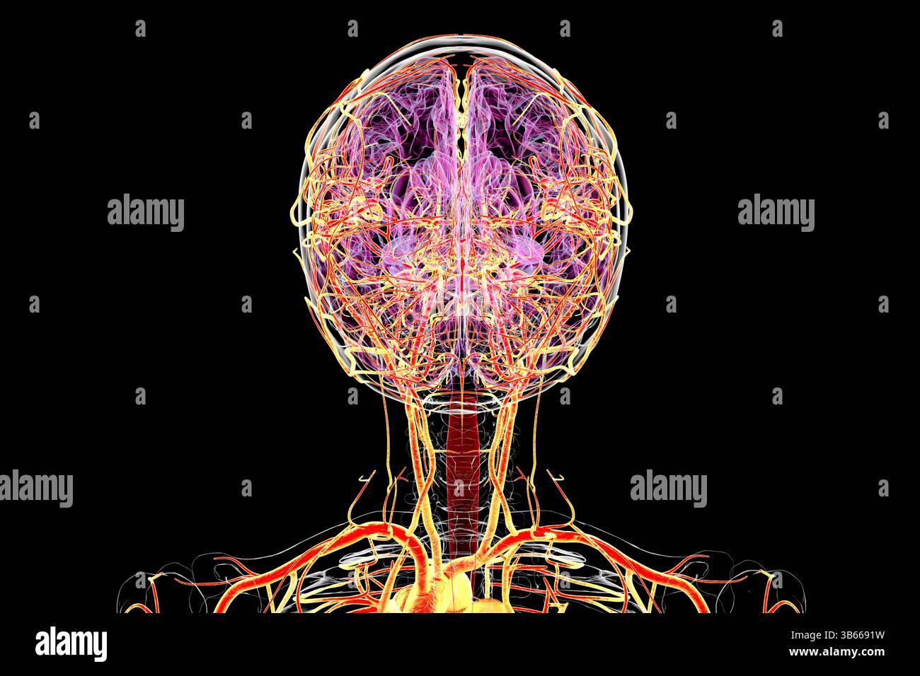 Healthy brain arteries hi-res stock photography and images - Alamy