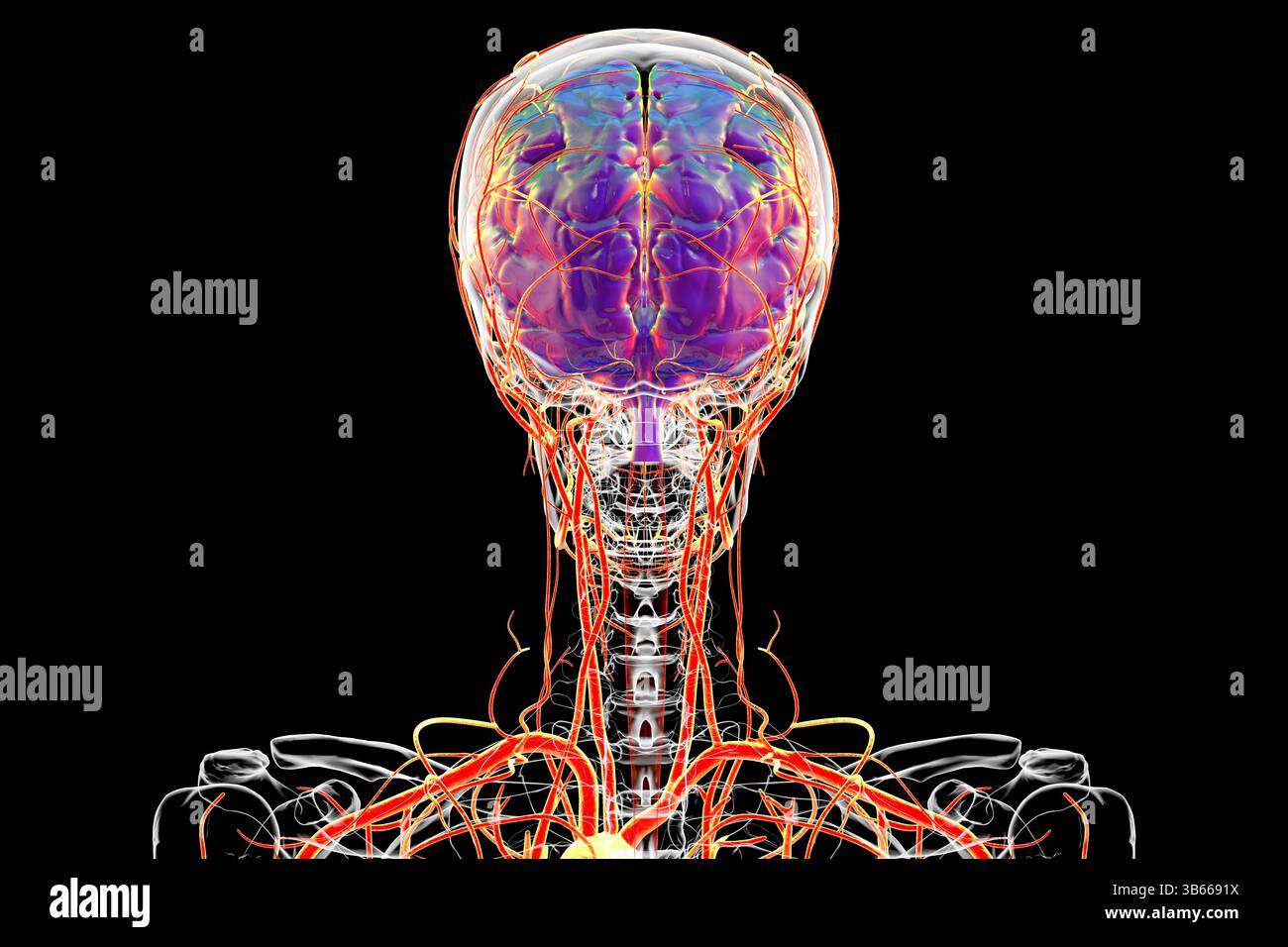 Illustration of the arteries of the human brain (back view Stock Photo ...