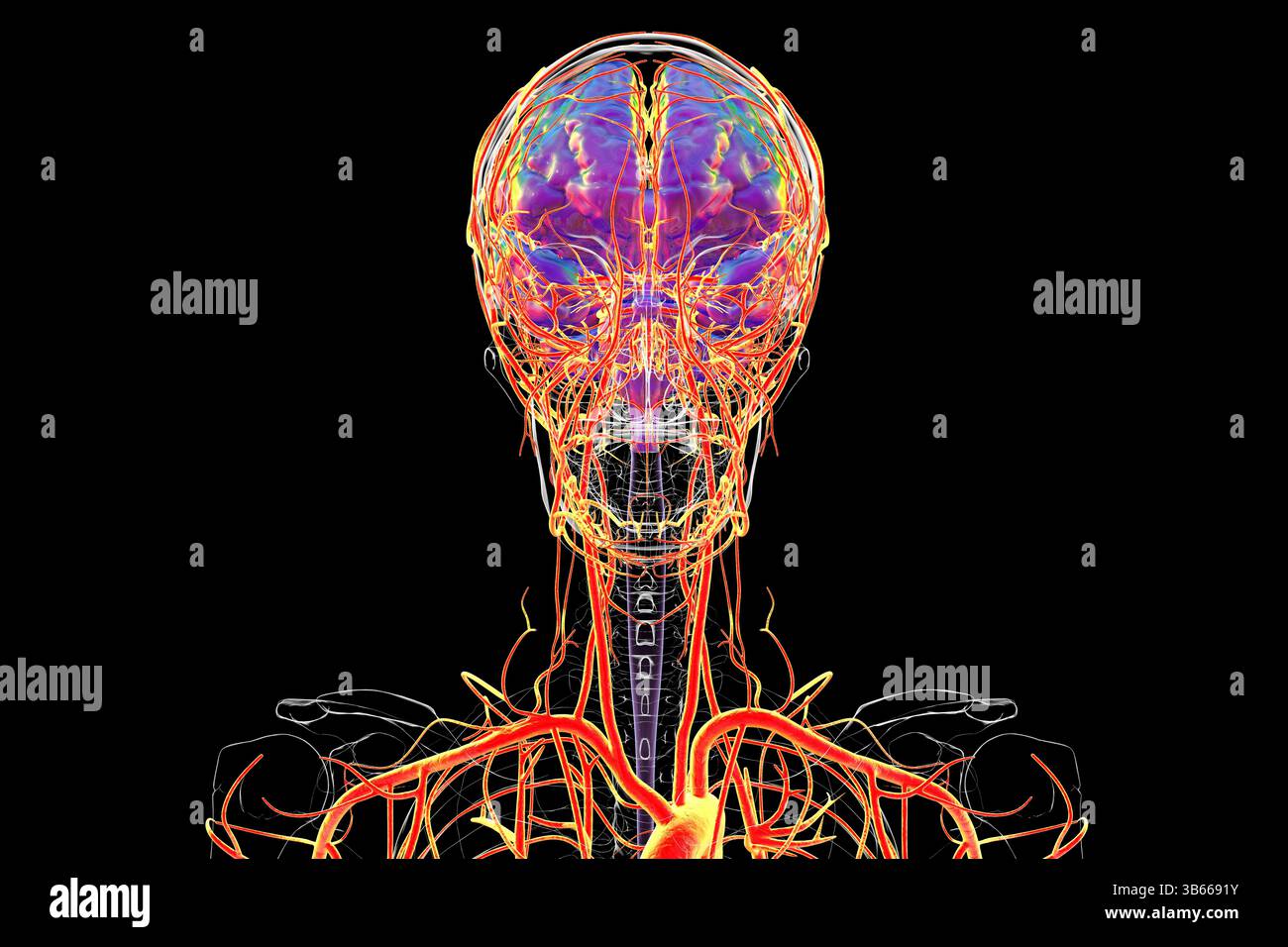 Illustration of the arteries of the human brain (front view Stock Photo ...
