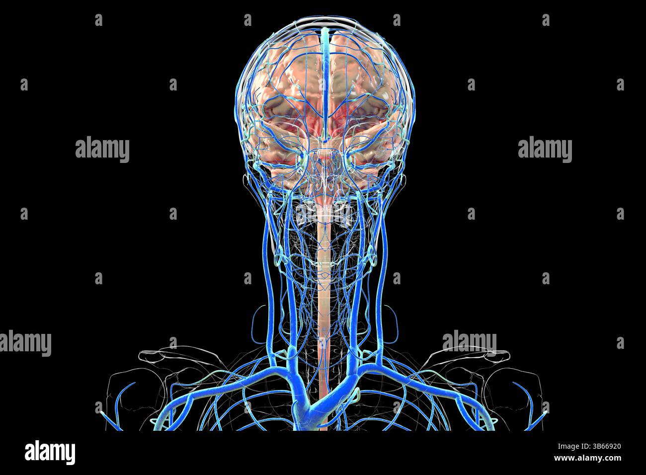 Illustration of the veins of the human brain Stock Photo - Alamy