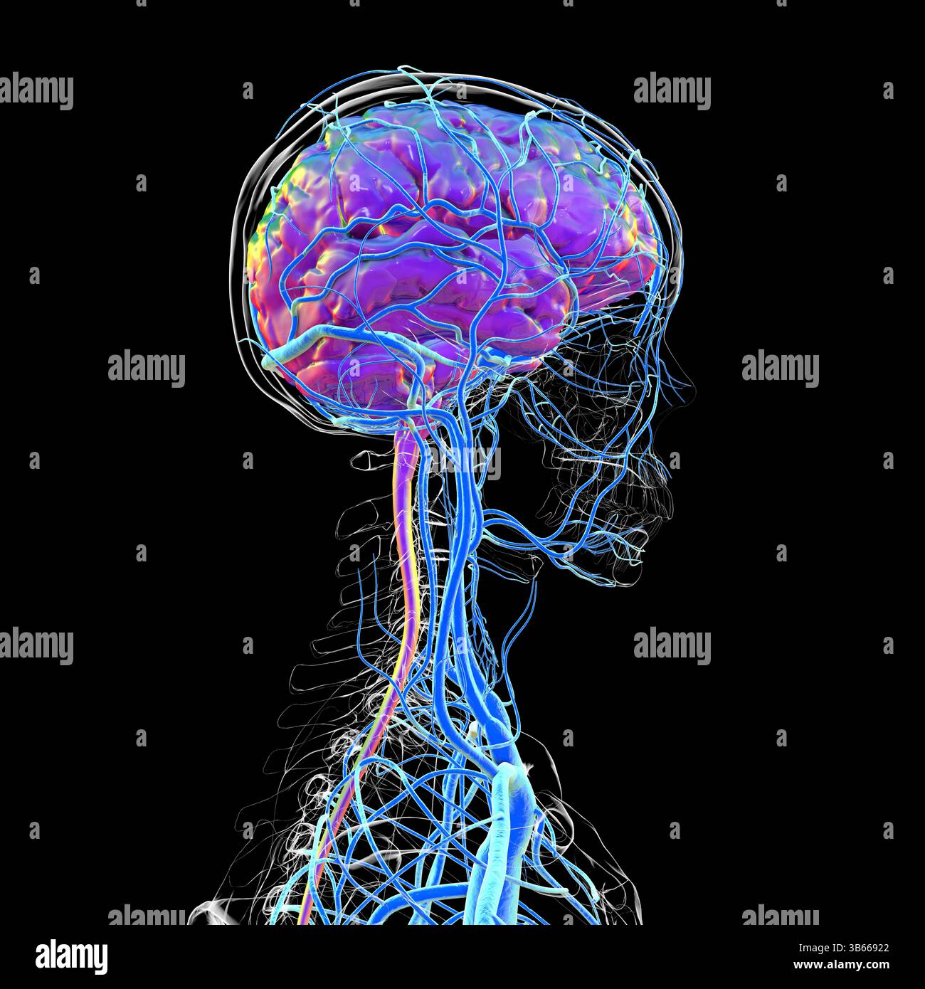 Illustration of the veins of the human brain Stock Photo - Alamy