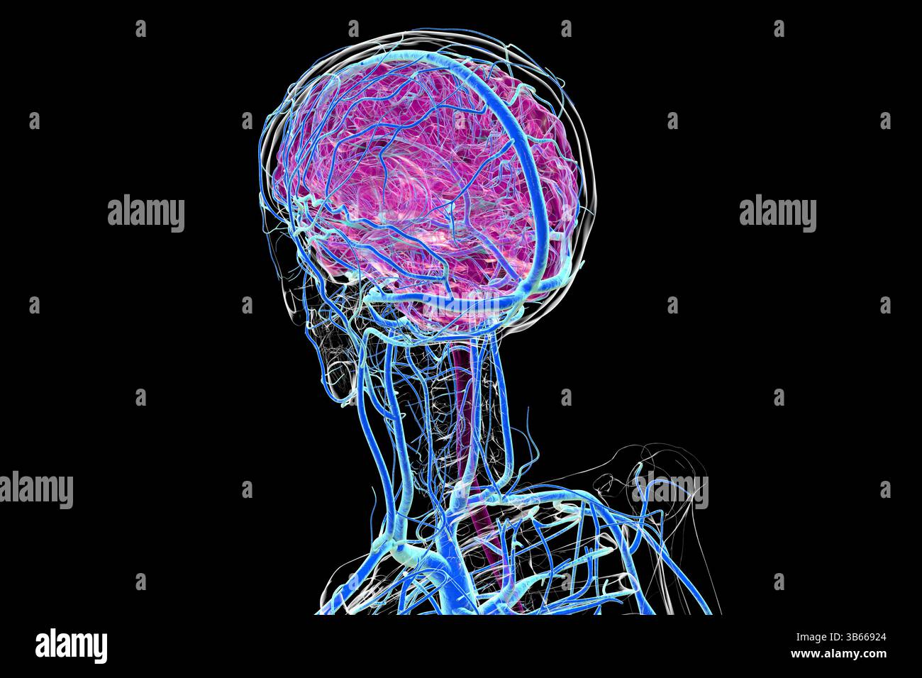Illustration of the veins of the human brain Stock Photo - Alamy