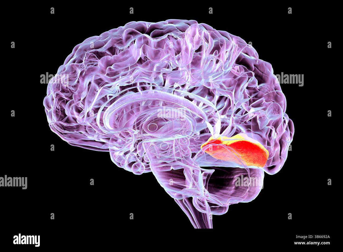 Illustration of a human brain with highlighted lingual gyrus, or medial ...