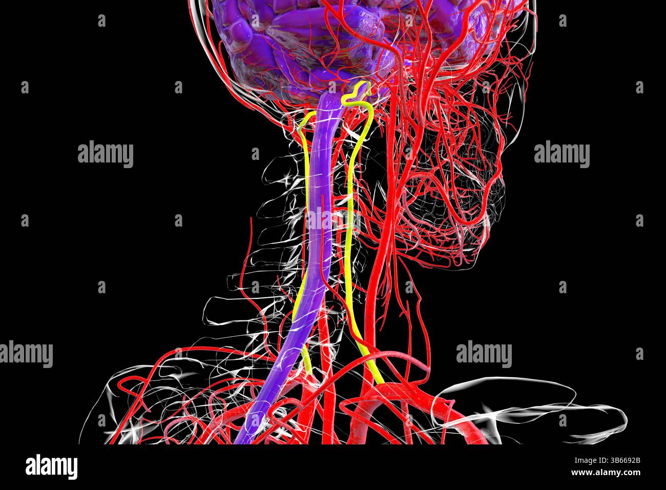 Illustration of the vertebral arteries (yellow), supplying blood to the ...