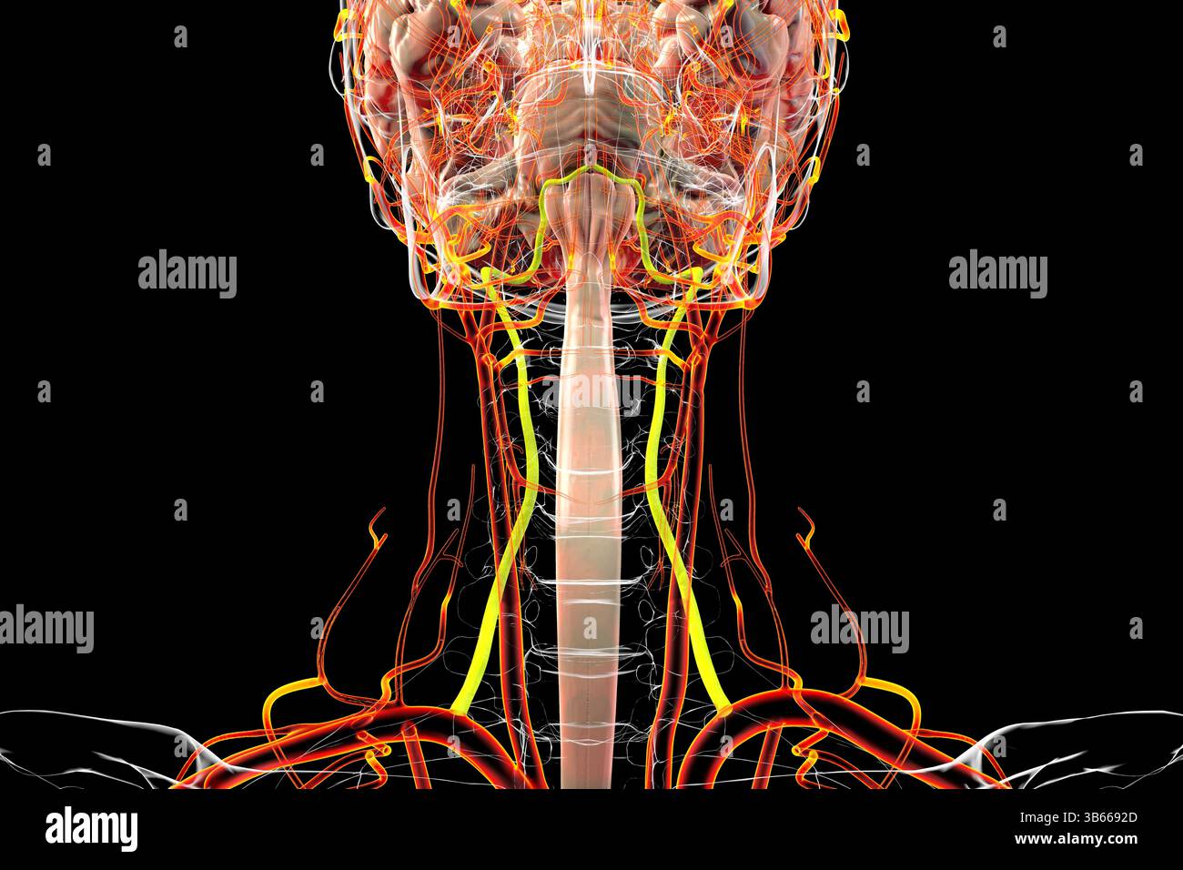 Illustration of the vertebral arteries (yellow), supplying blood to the ...