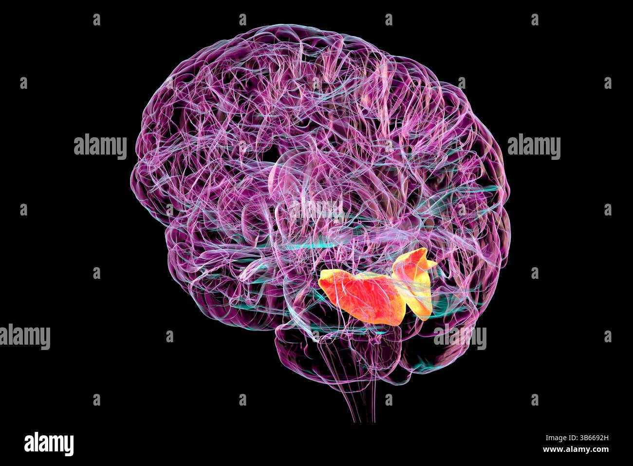Human brain with lingual gyrus hi-res stock photography and images - Alamy