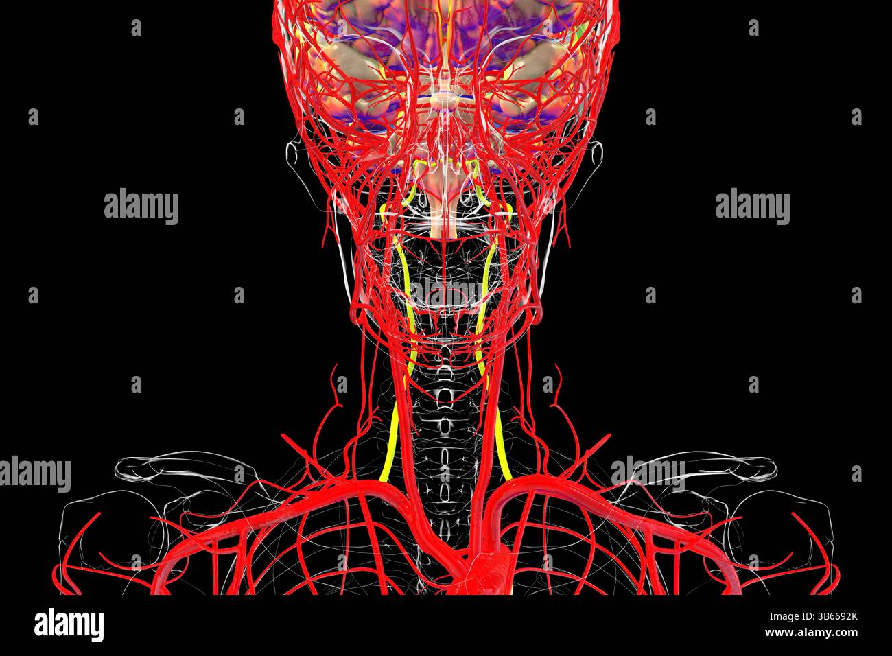 Illustration of the vertebral arteries (yellow), supplying blood to the ...
