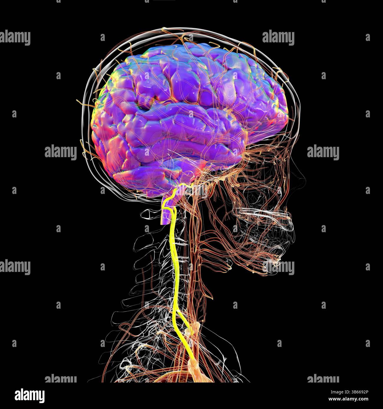 Illustration of the vertebral arteries (yellow), supplying blood to the ...