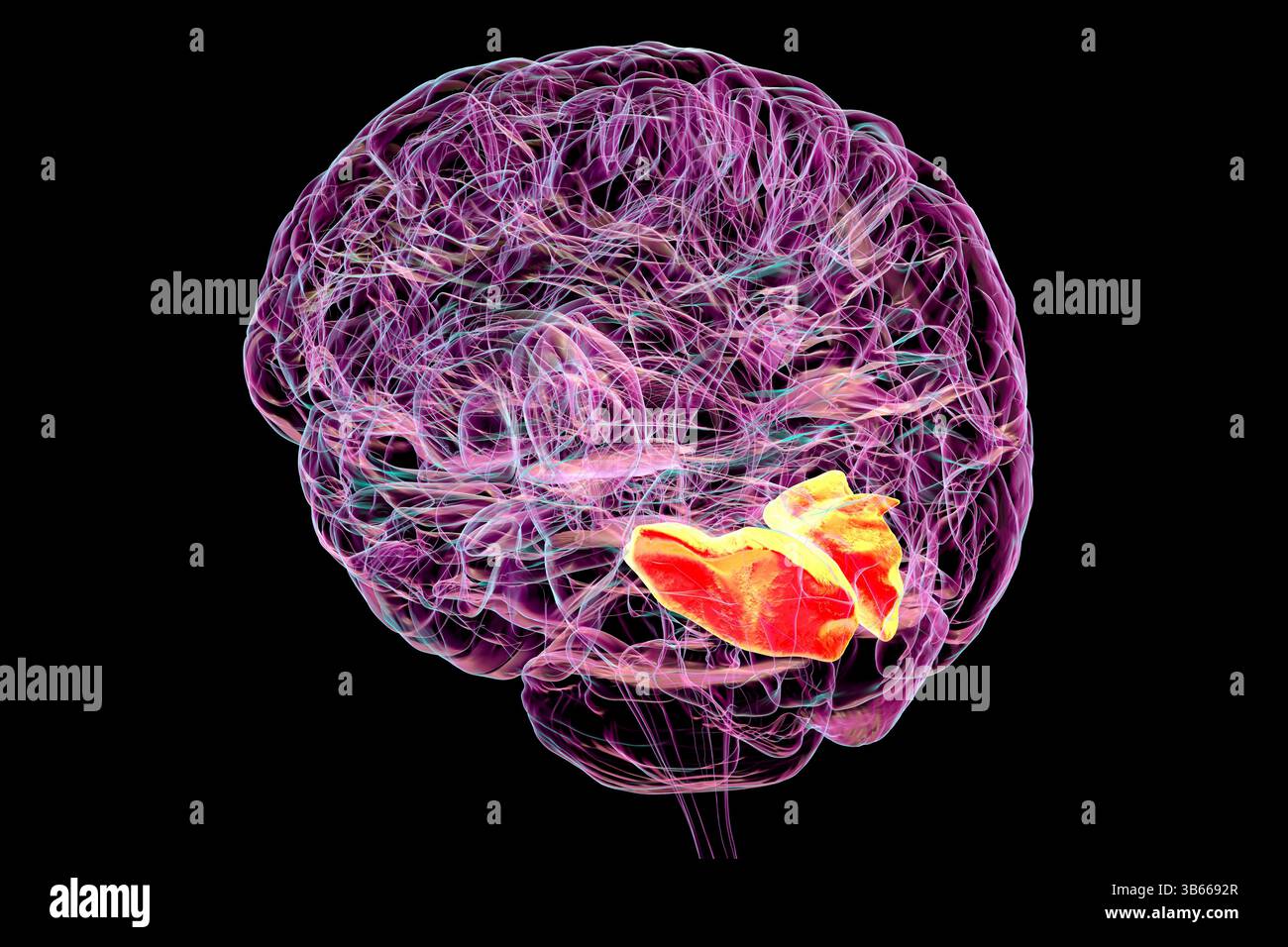 Human brain with lingual gyrus hi-res stock photography and images - Alamy