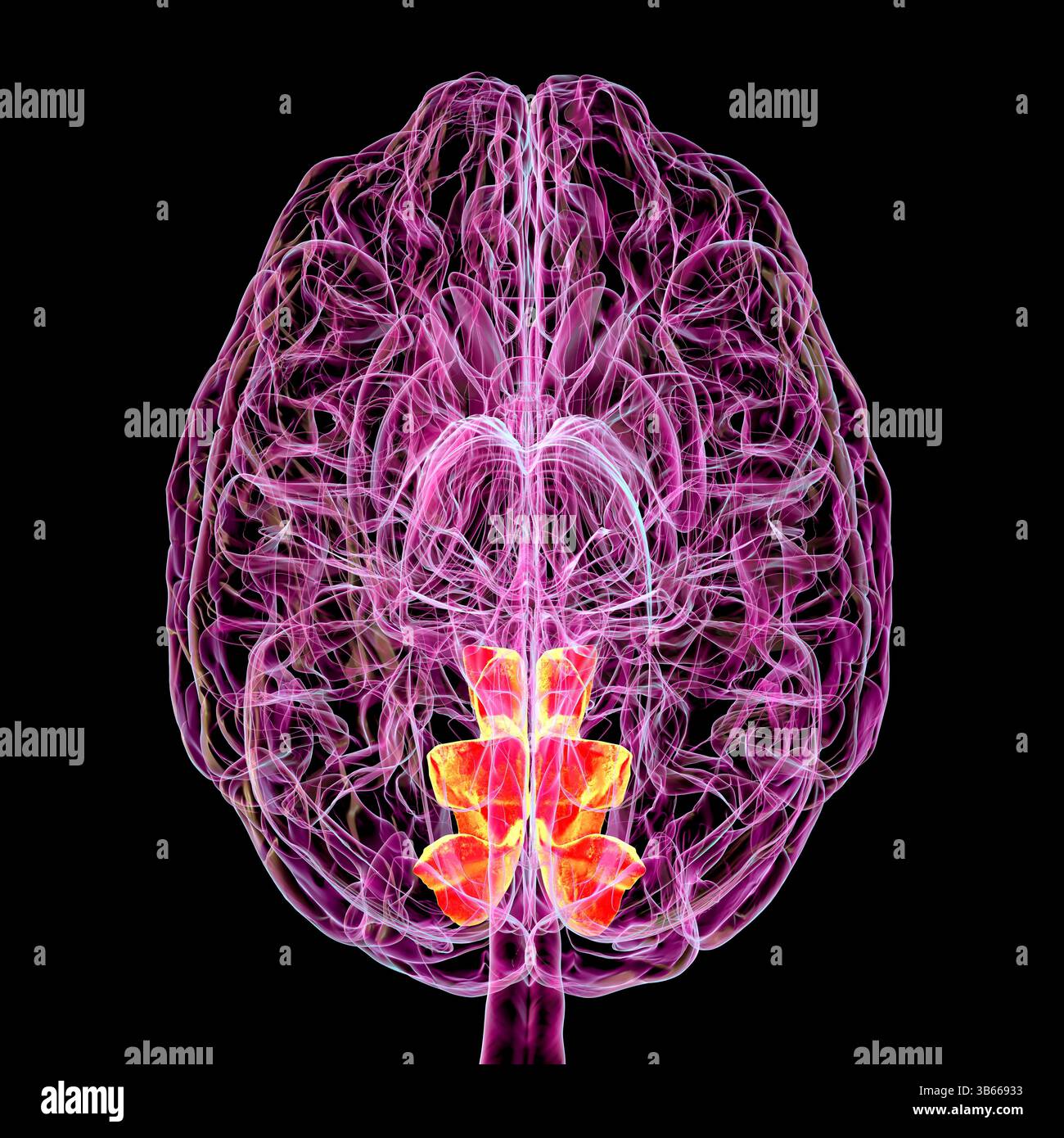 Illustration of a human brain with the precuneus gyrus highlighted. The ...