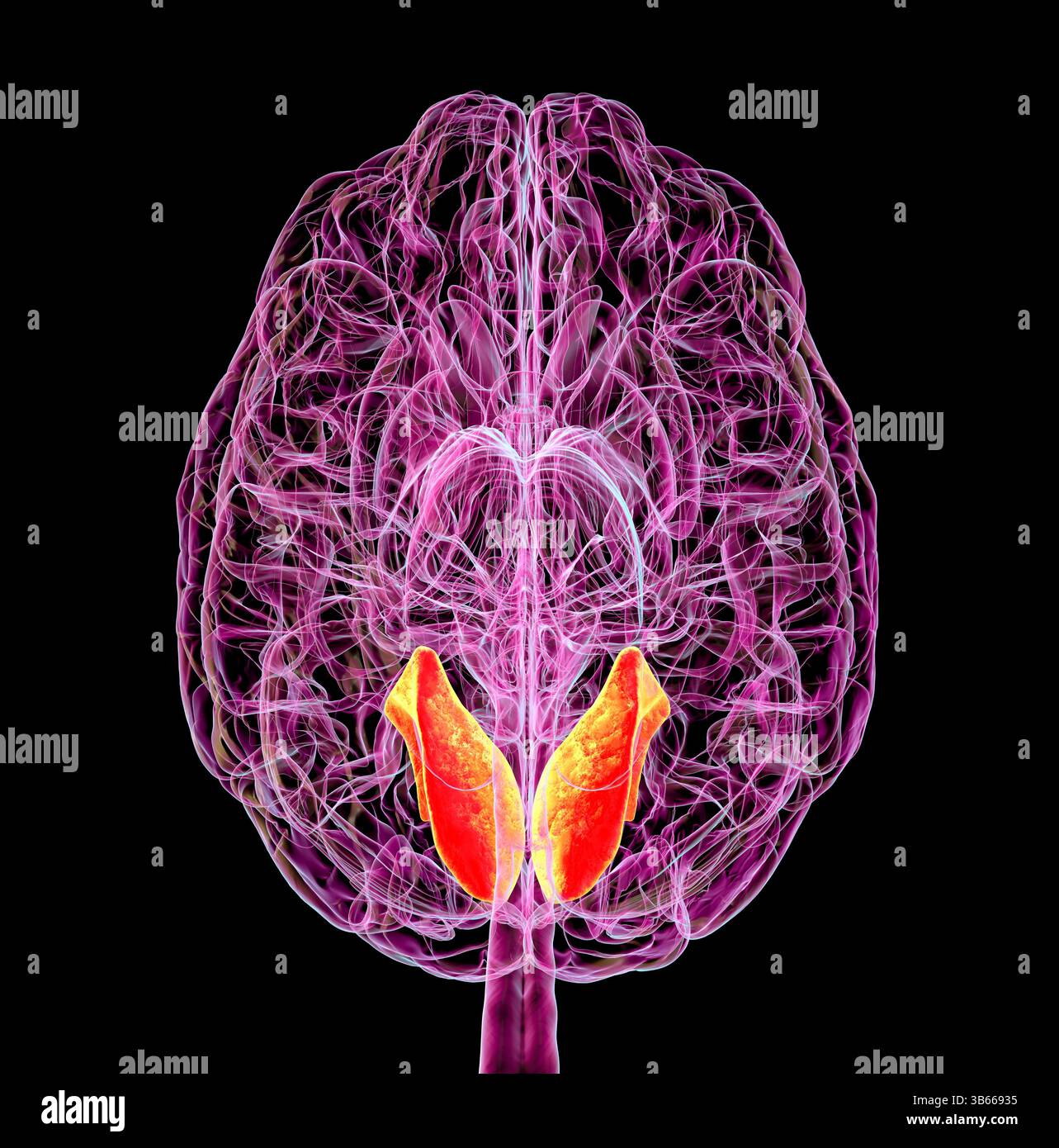 Illustration of a human brain with highlighted lingual gyrus, or medial ...