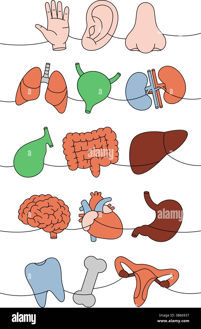 Human organs set one hi-res stock photography and images - Alamy