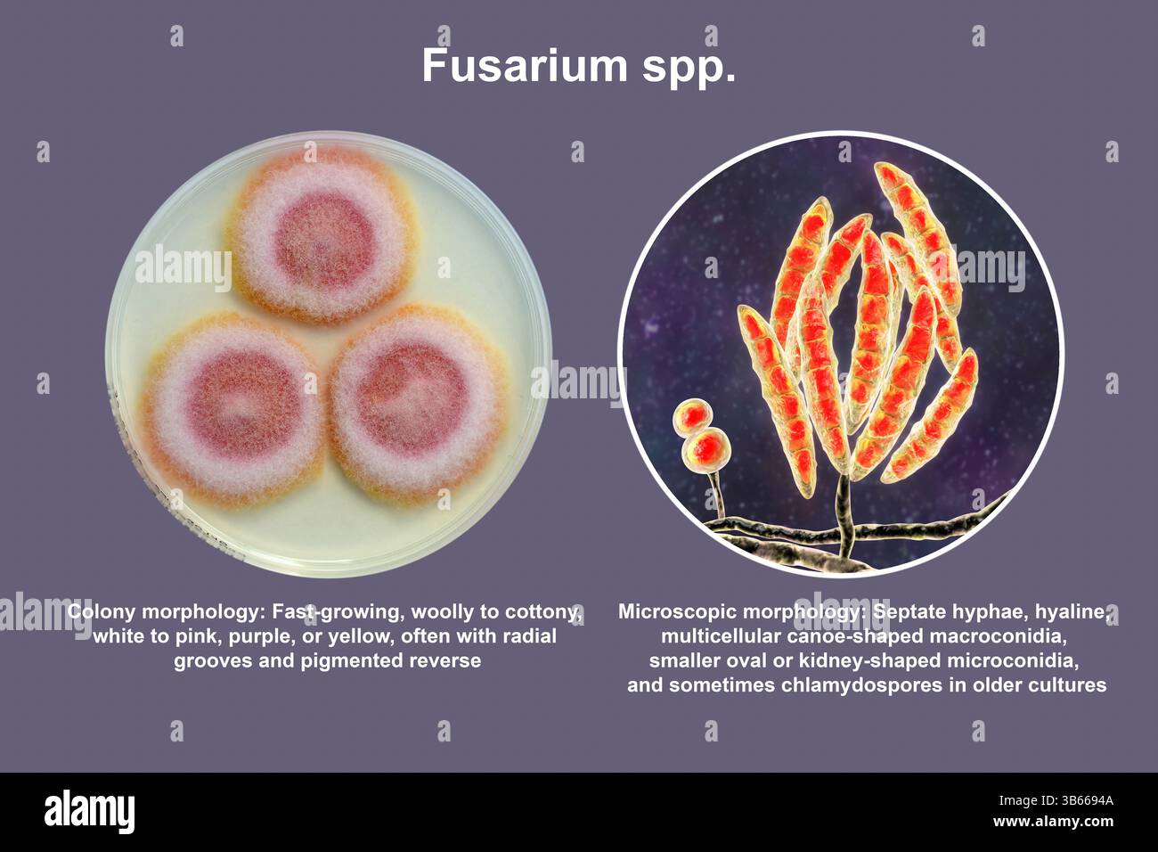 Fusarium Colony Morphology