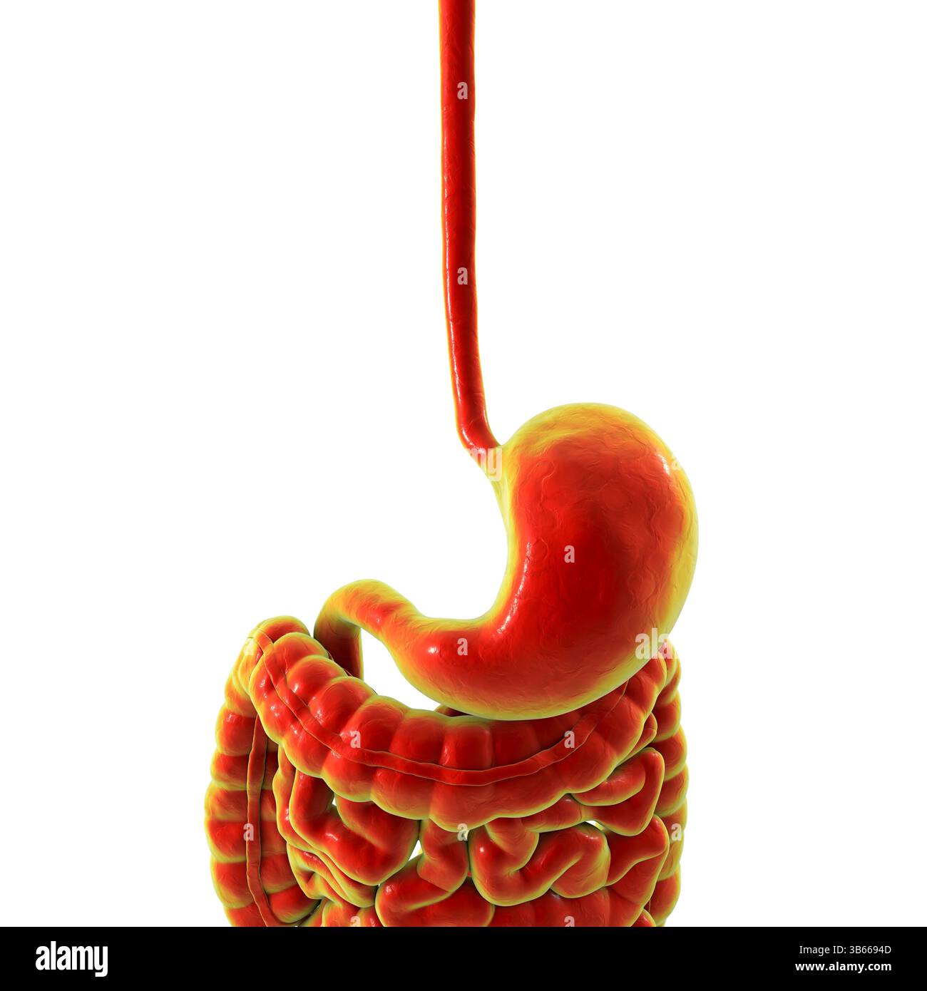 Illustration of the human digestive system, showing major organs ...