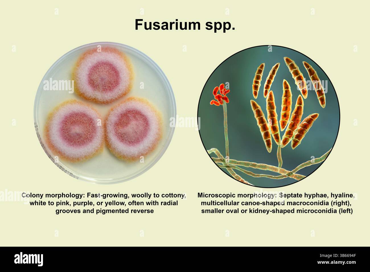 Illustration of Fusarium sp. fungi, showing the microscopic structure ...