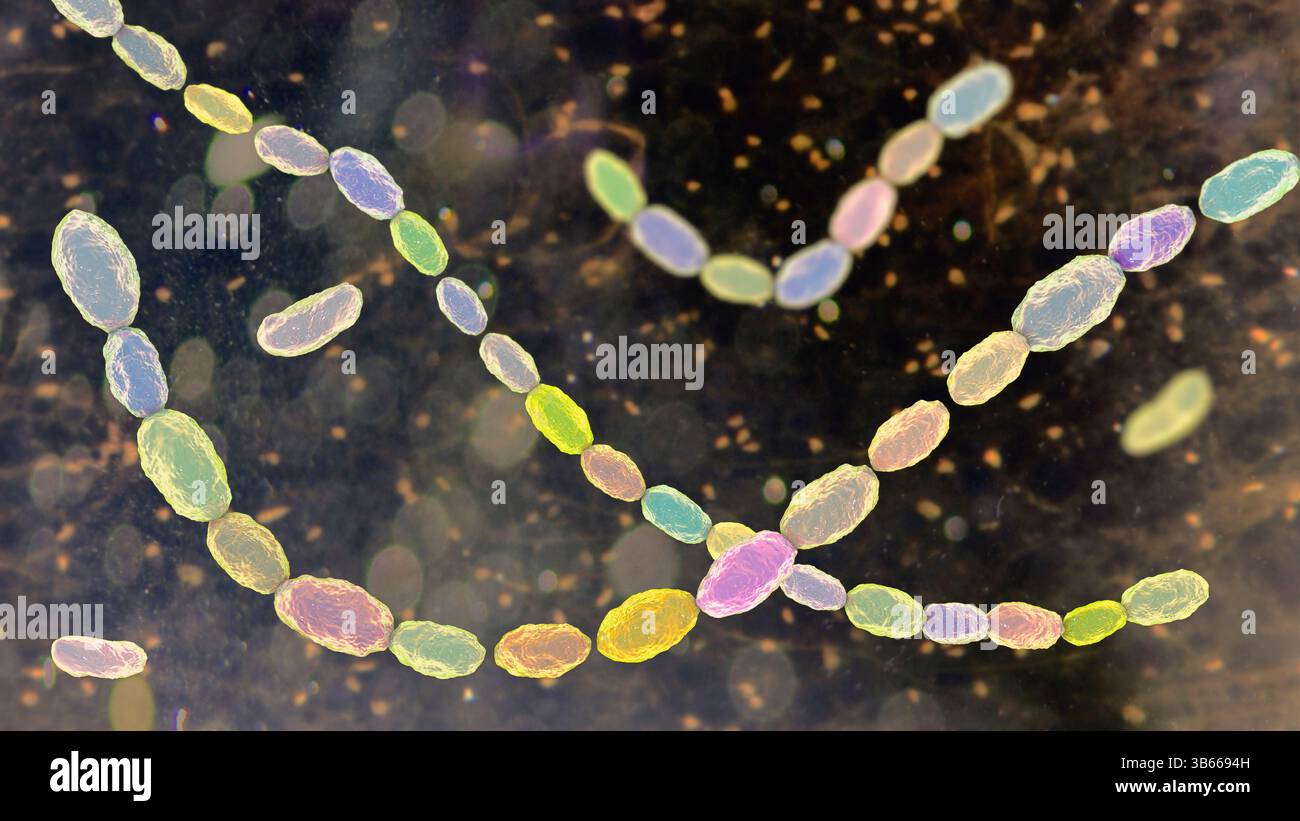 Illustration of Haemophilus ducreyi bacteria. This gram-negative ...