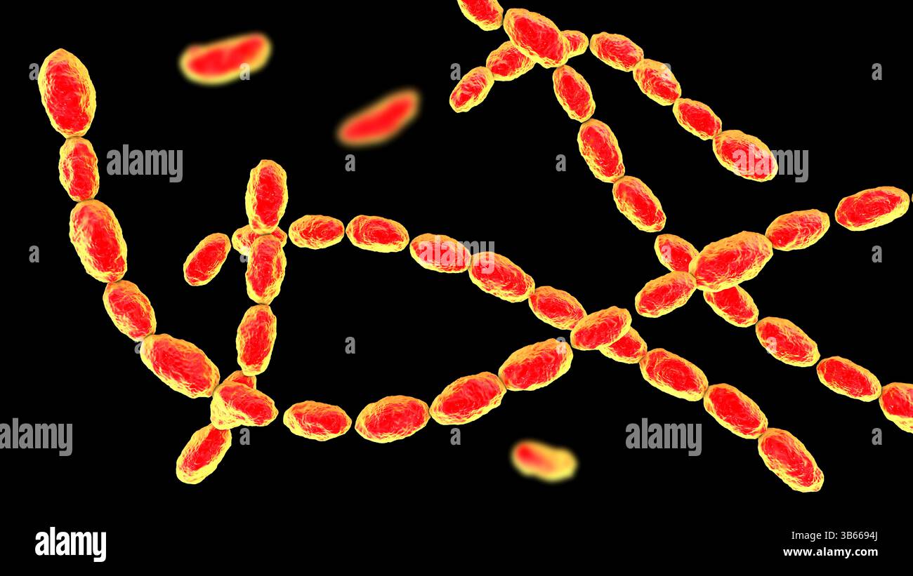 Illustration of Haemophilus ducreyi bacteria. This gram-negative ...