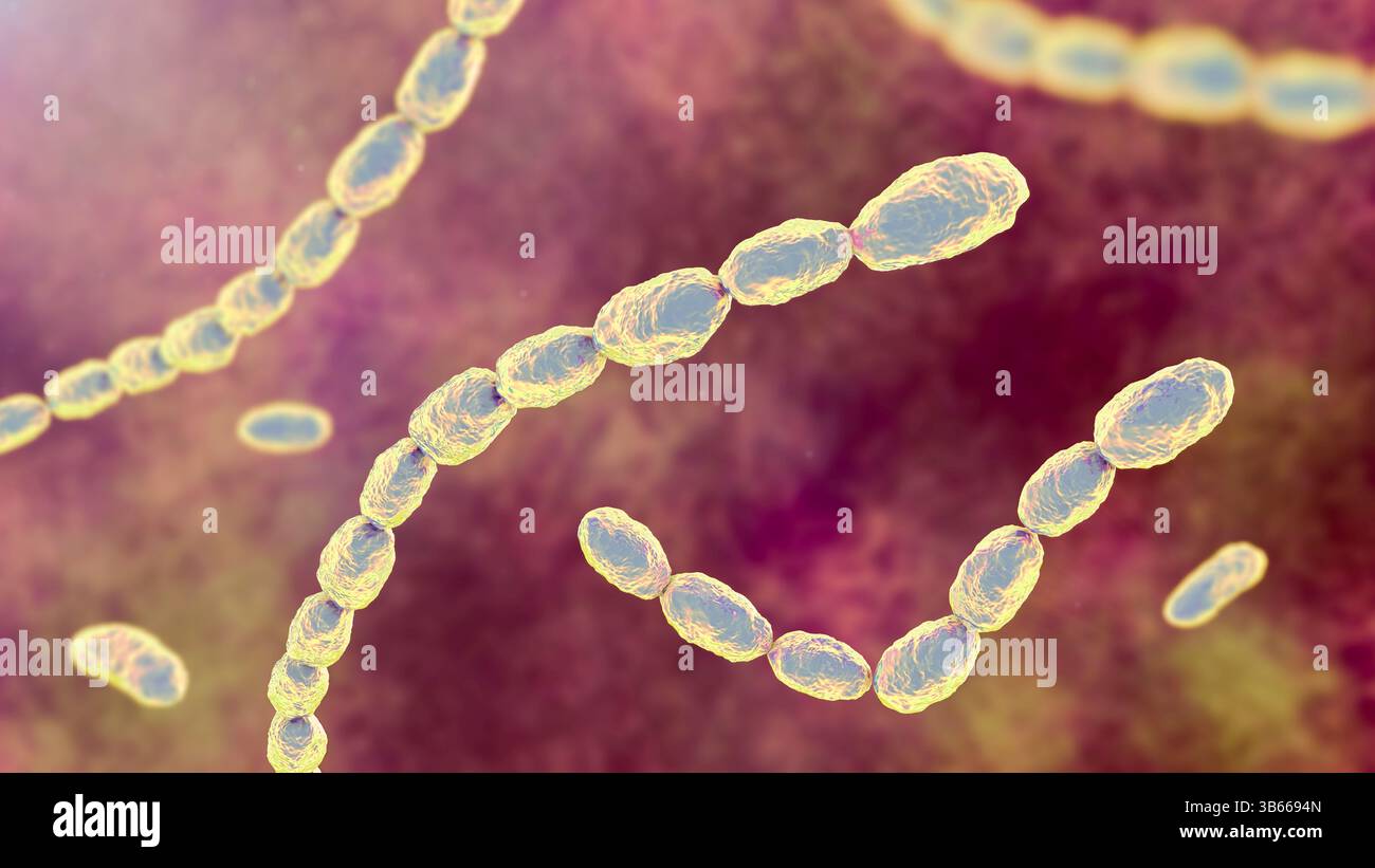 Illustration of Haemophilus ducreyi bacteria. This gram-negative ...