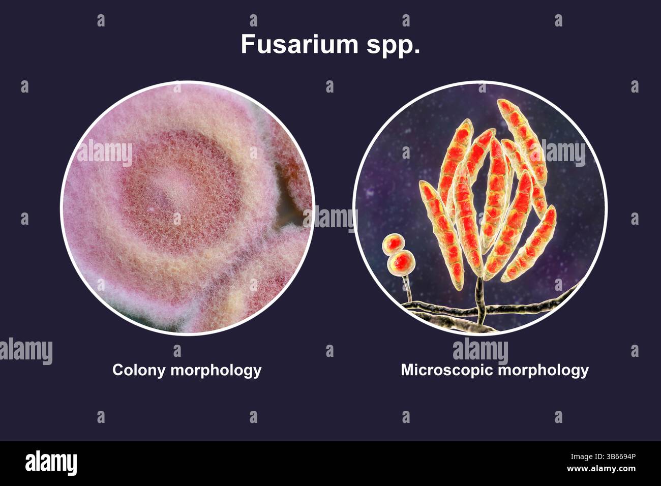 Illustration of Fusarium sp. fungi, showing the microscopic structure ...