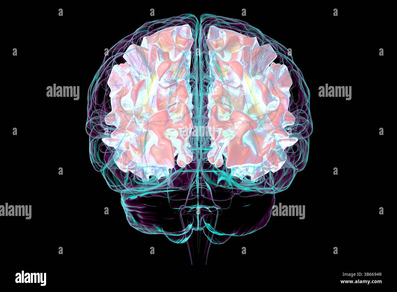 Illustration of a human brain with highlighted white matter. White ...