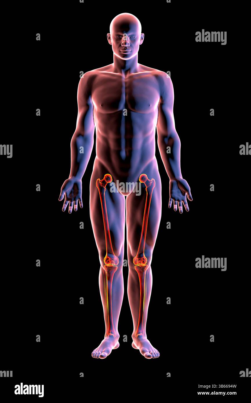 Illustration of a male human body with highlighted leg bones (femur ...