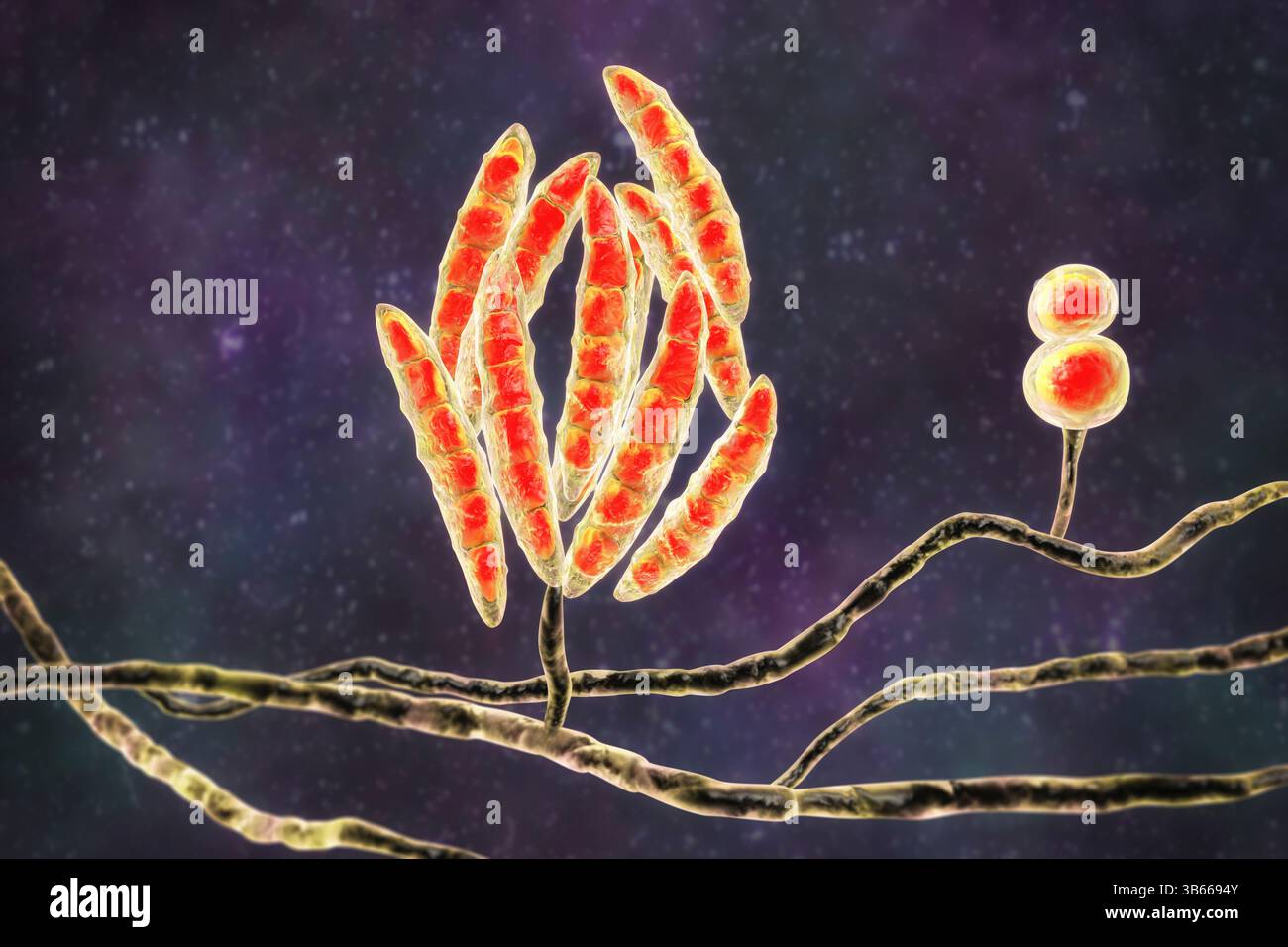 Illustration of Fusarium sp. fungi, showing the microscopic structure ...