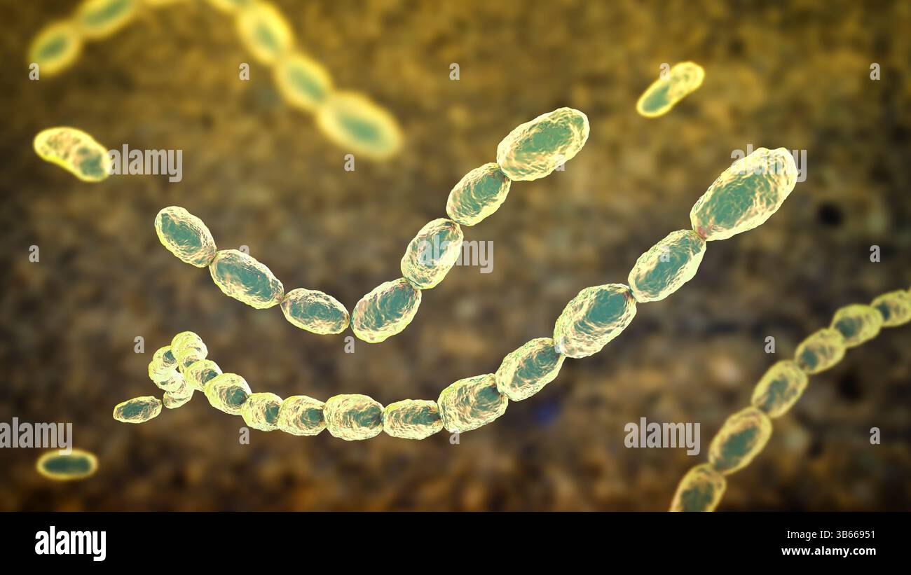 Illustration of Haemophilus ducreyi bacteria. This gram-negative ...
