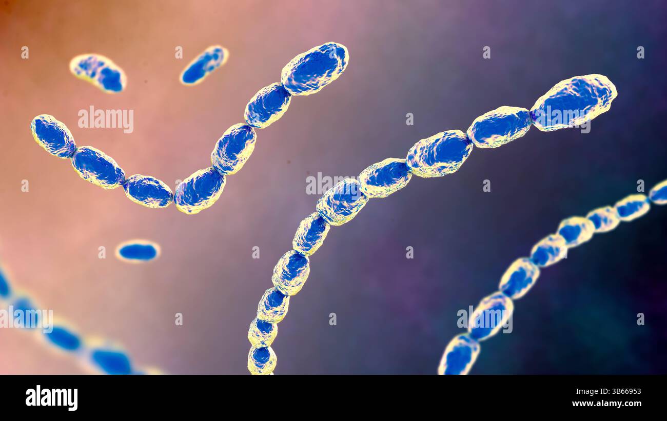 Illustration of Haemophilus ducreyi bacteria. This gram-negative ...