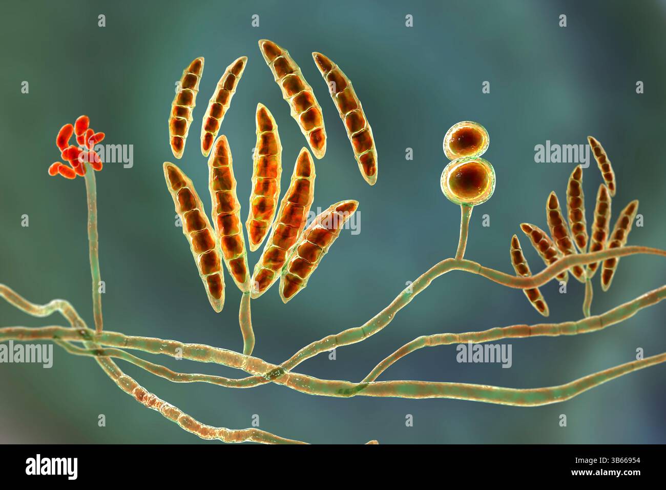 Illustration of Fusarium sp. fungi, showing the microscopic structure ...