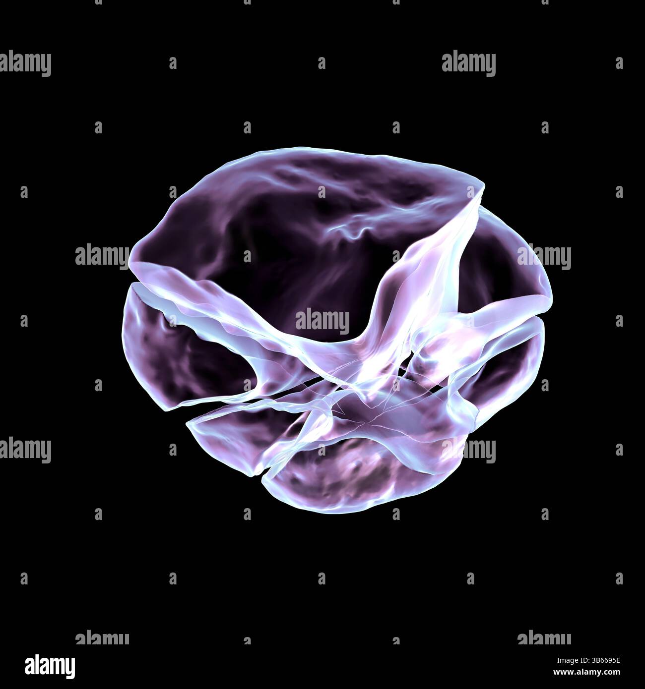 Patella multifragmented displaced fracture hi-res stock photography and images - Alamy