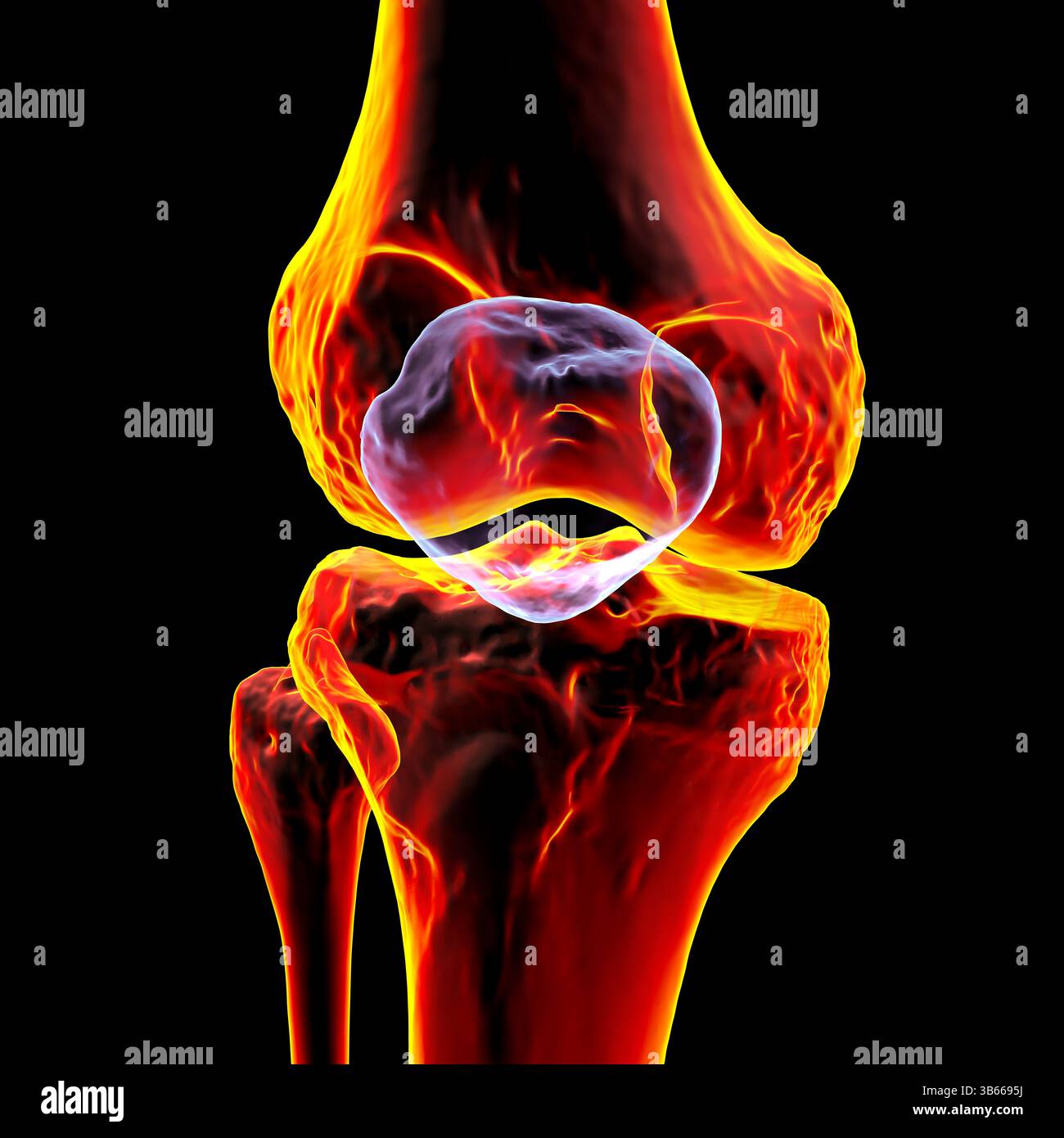 Study of skeletal anatomy hi-res stock photography and images - Alamy
