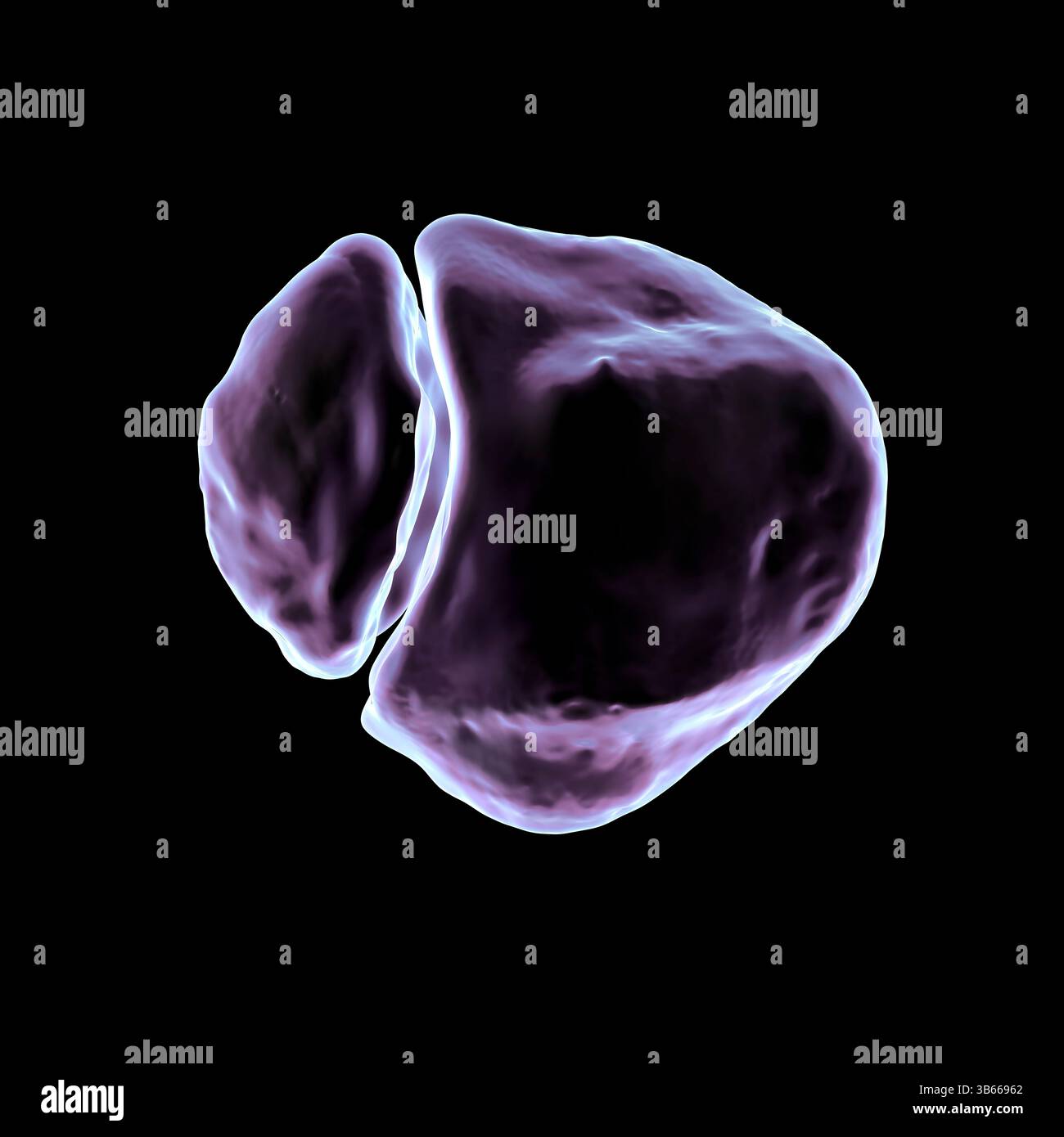 Ossification centers hi-res stock photography and images - Alamy
